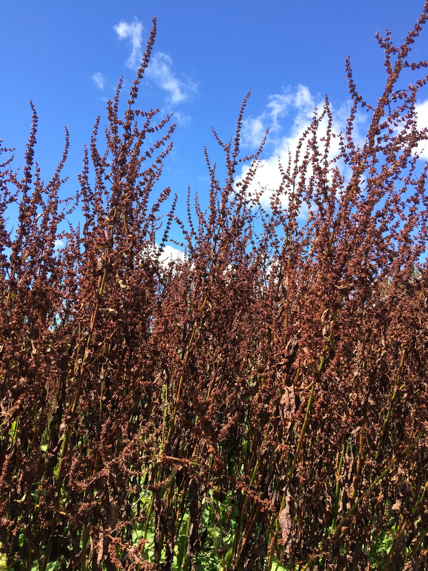 Curly Dock: A Plant for Year-Round Sustenance — Four Season Foraging