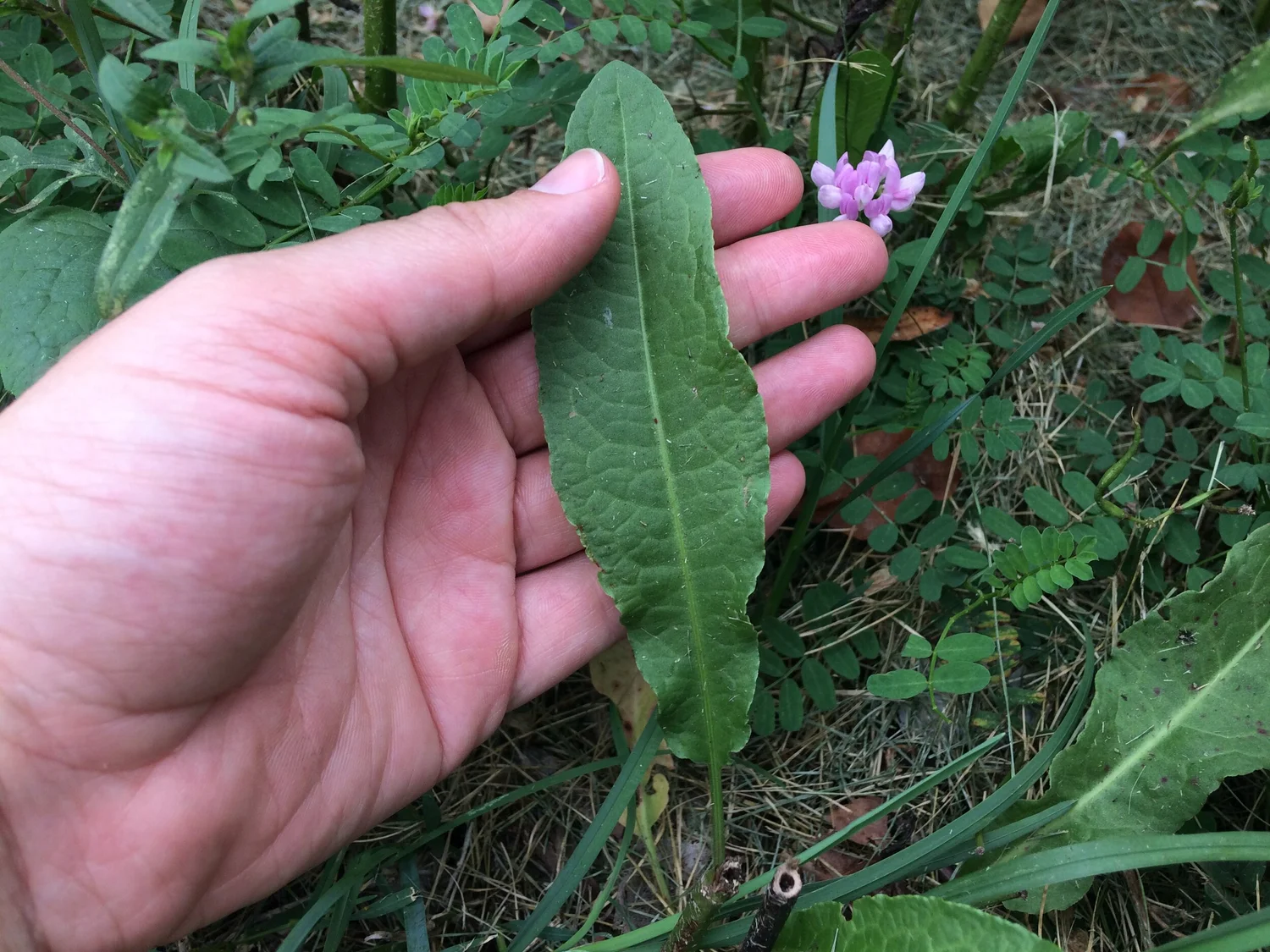 Curly Dock: A Plant for Year-Round Sustenance — Four Season Foraging