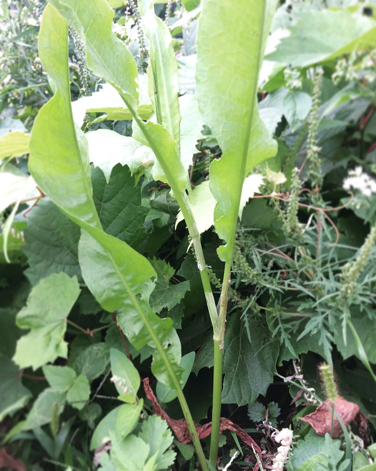 Curly Dock: A Plant for Year-Round Sustenance — Four Season Foraging