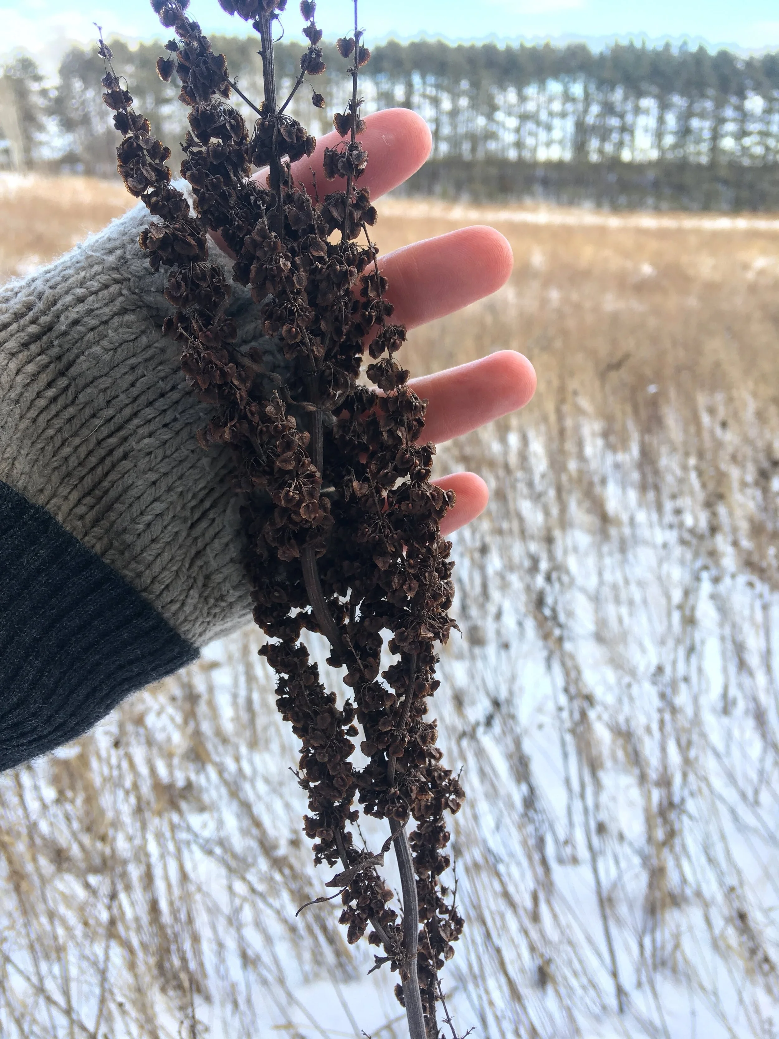 Curly Dock: A Plant for Year-Round Sustenance — Four Season Foraging