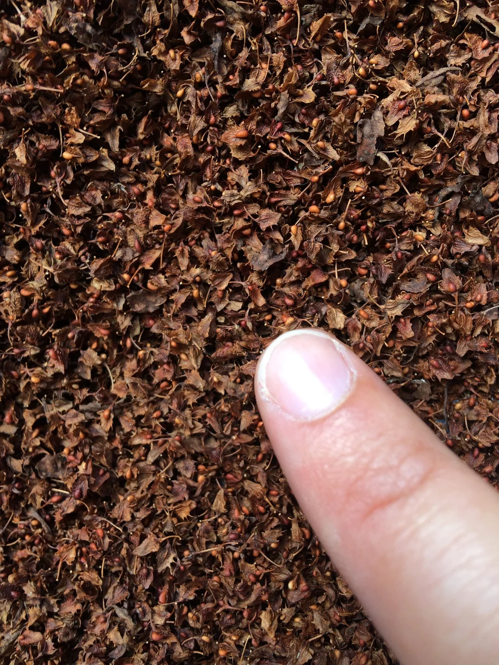 Curly Dock: A Plant for Year-Round Sustenance — Four Season Foraging