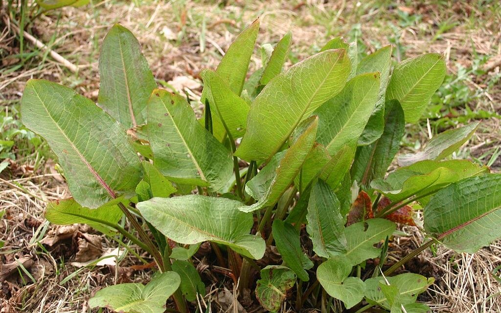 Curly Dock: A Plant for Year-Round Sustenance — Four Season Foraging