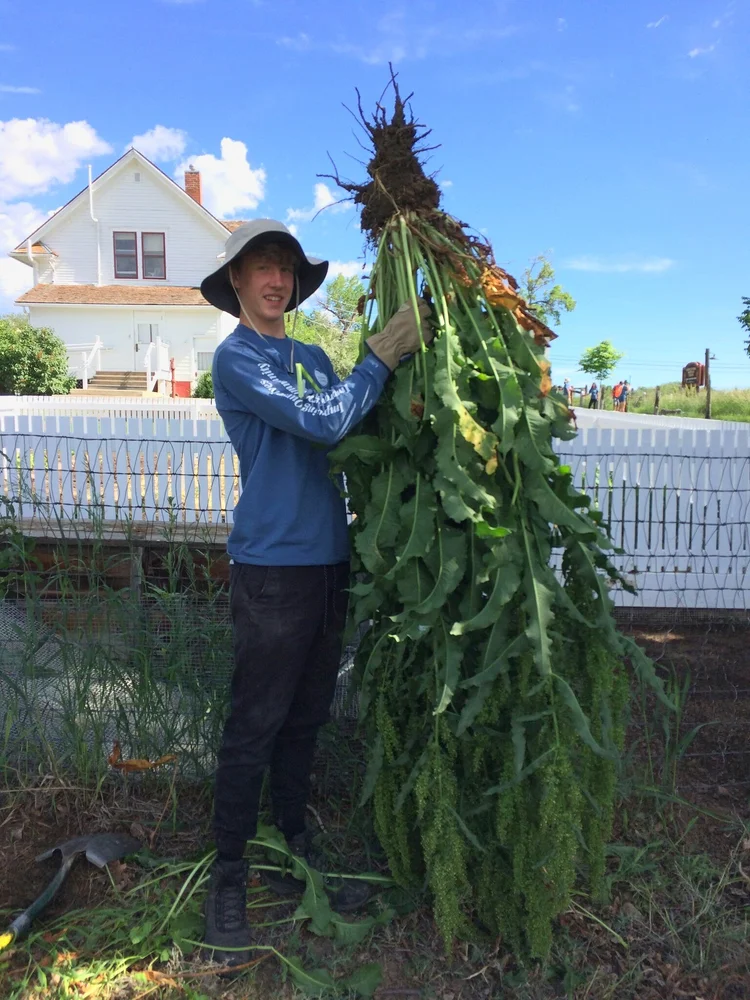 Curly Dock: A Plant for Year-Round Sustenance — Four Season Foraging