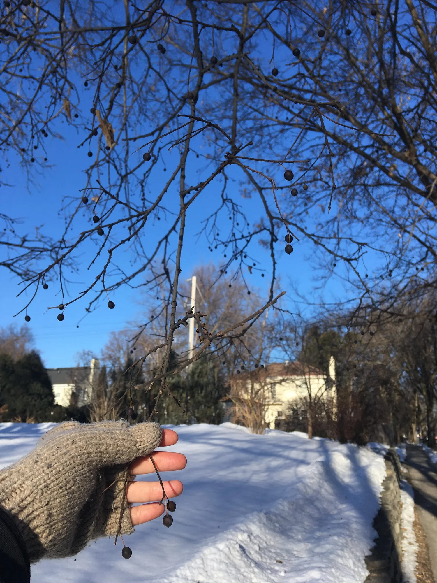 Northern Hackberry: Real Paleo Food — Four Season Foraging