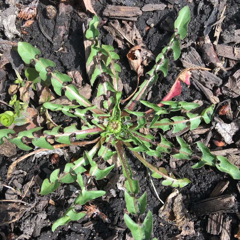 Dandelion: Scourge or Savior? — Four Season Foraging
