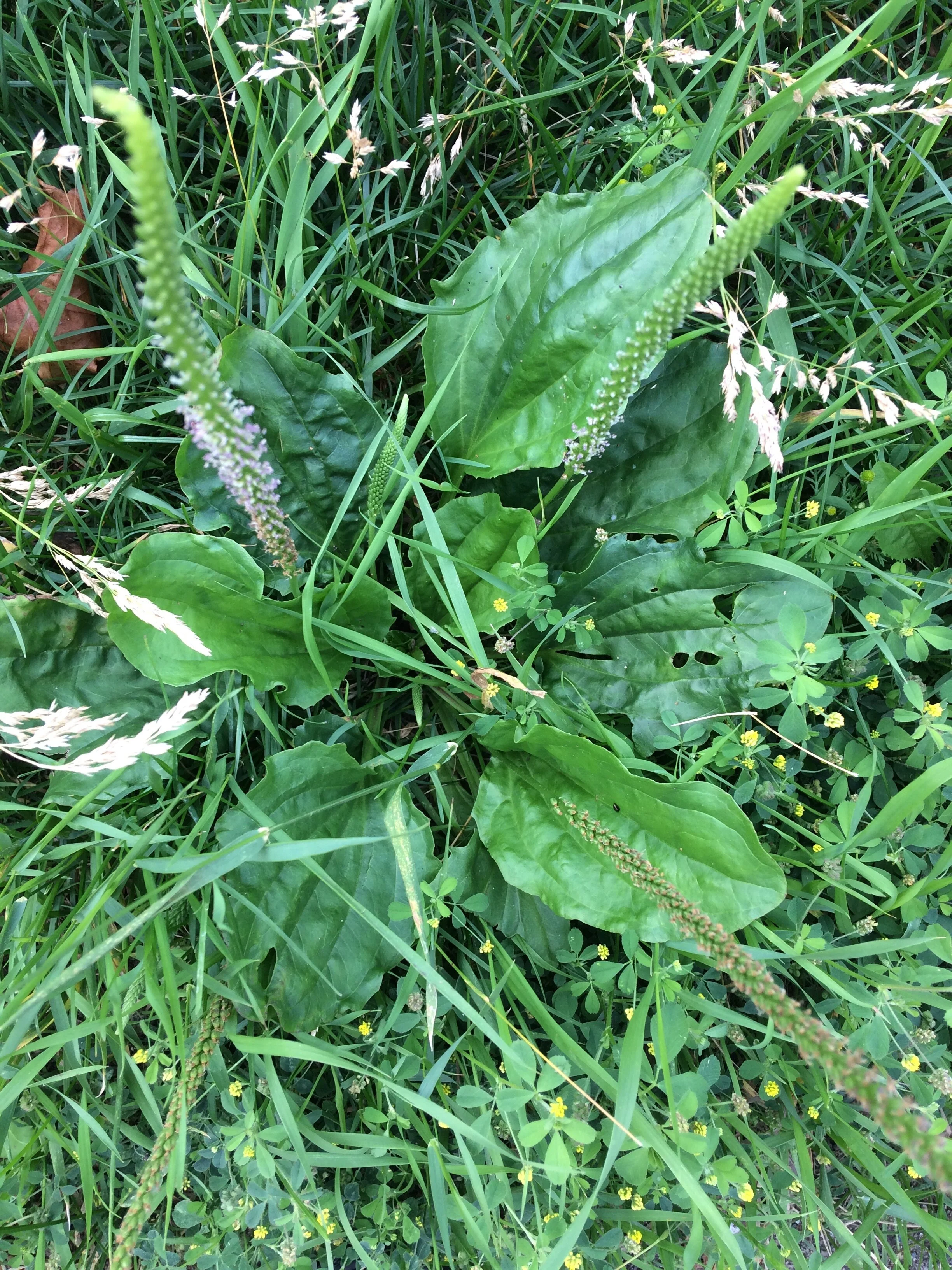 Broadleaf Plantain: No, It's Not a Banana! — Four Season Foraging