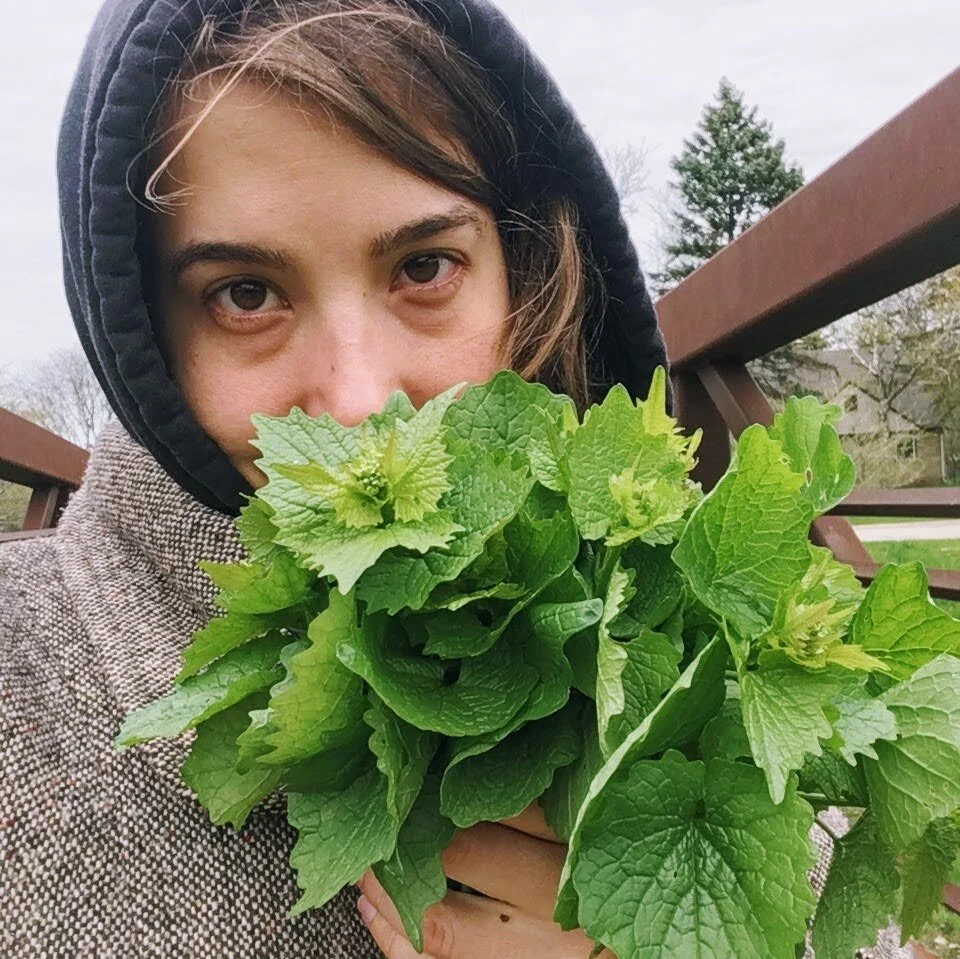 Four Season Foraging — Workshops and Classes