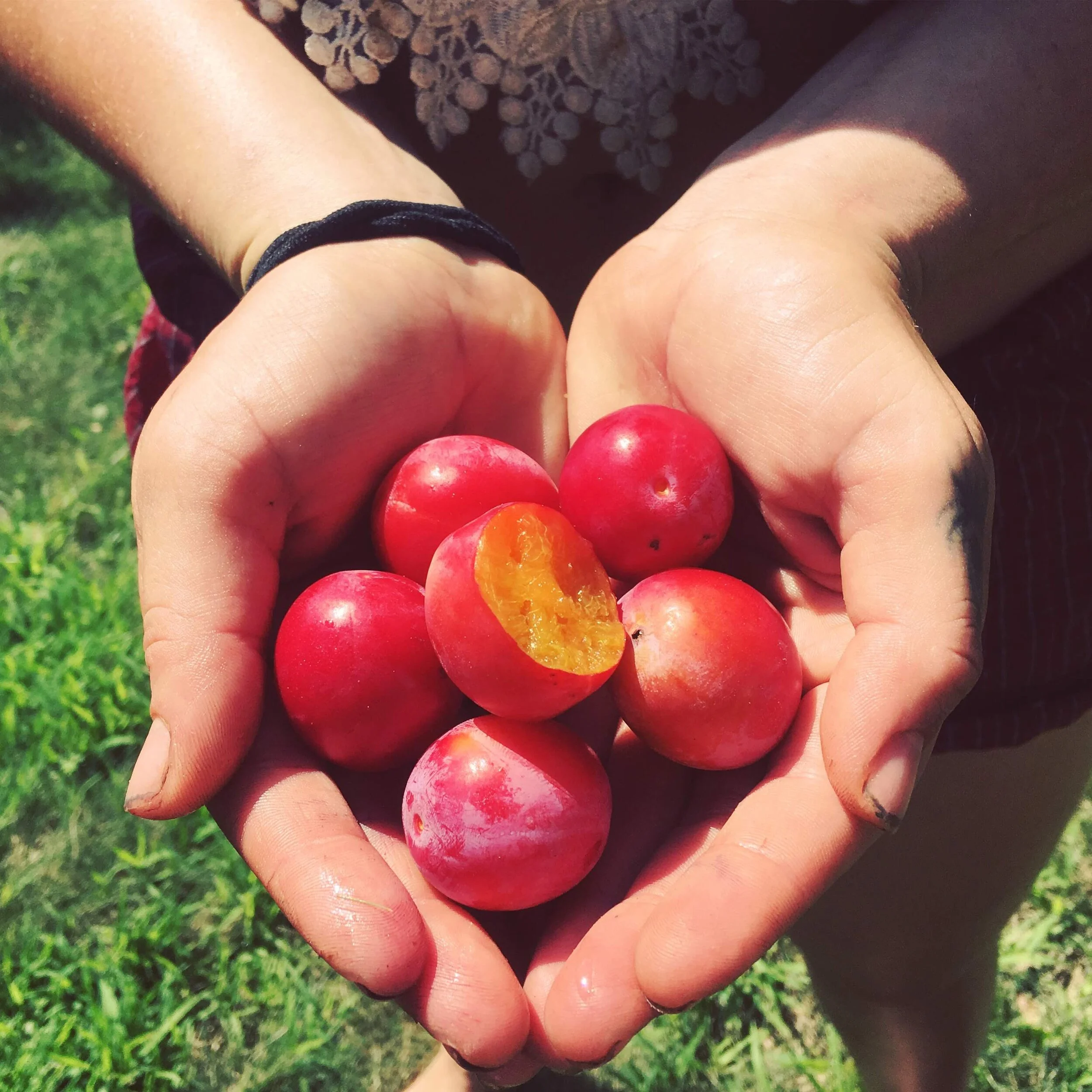 Four Season Foraging — Workshops and Classes