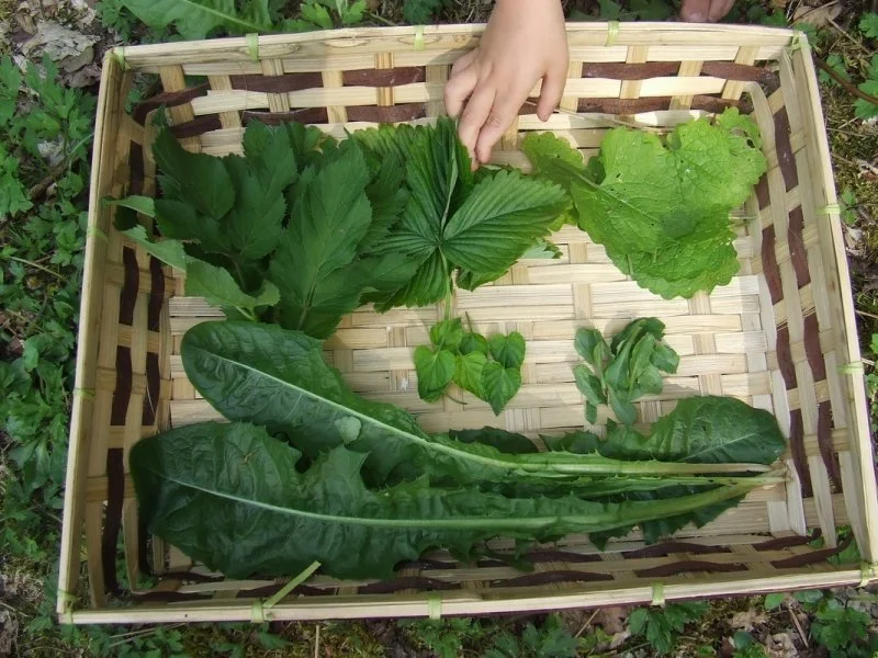 Four Season Foraging — Workshops and Classes