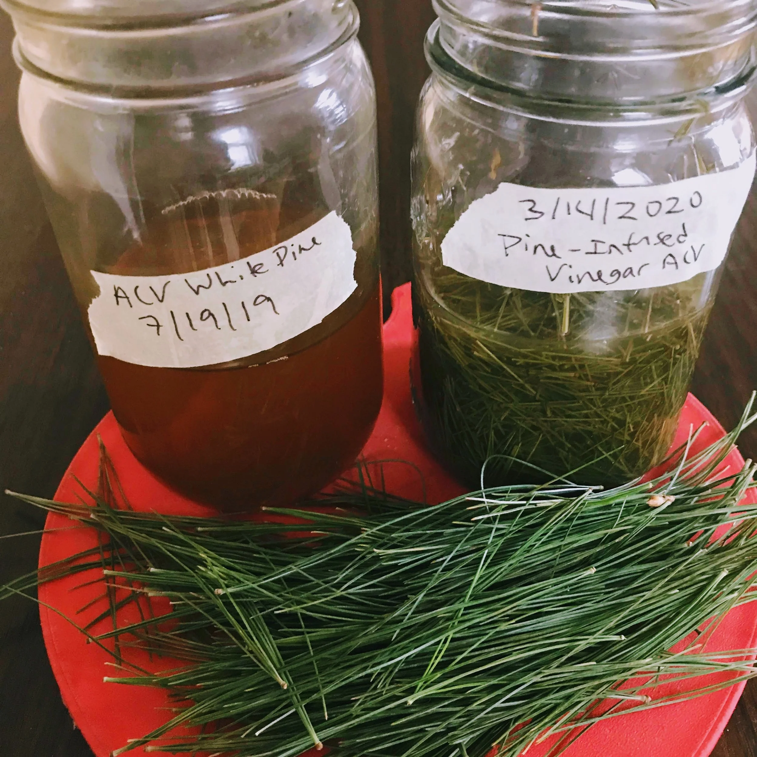 Four Season Foraging — Workshops and Classes