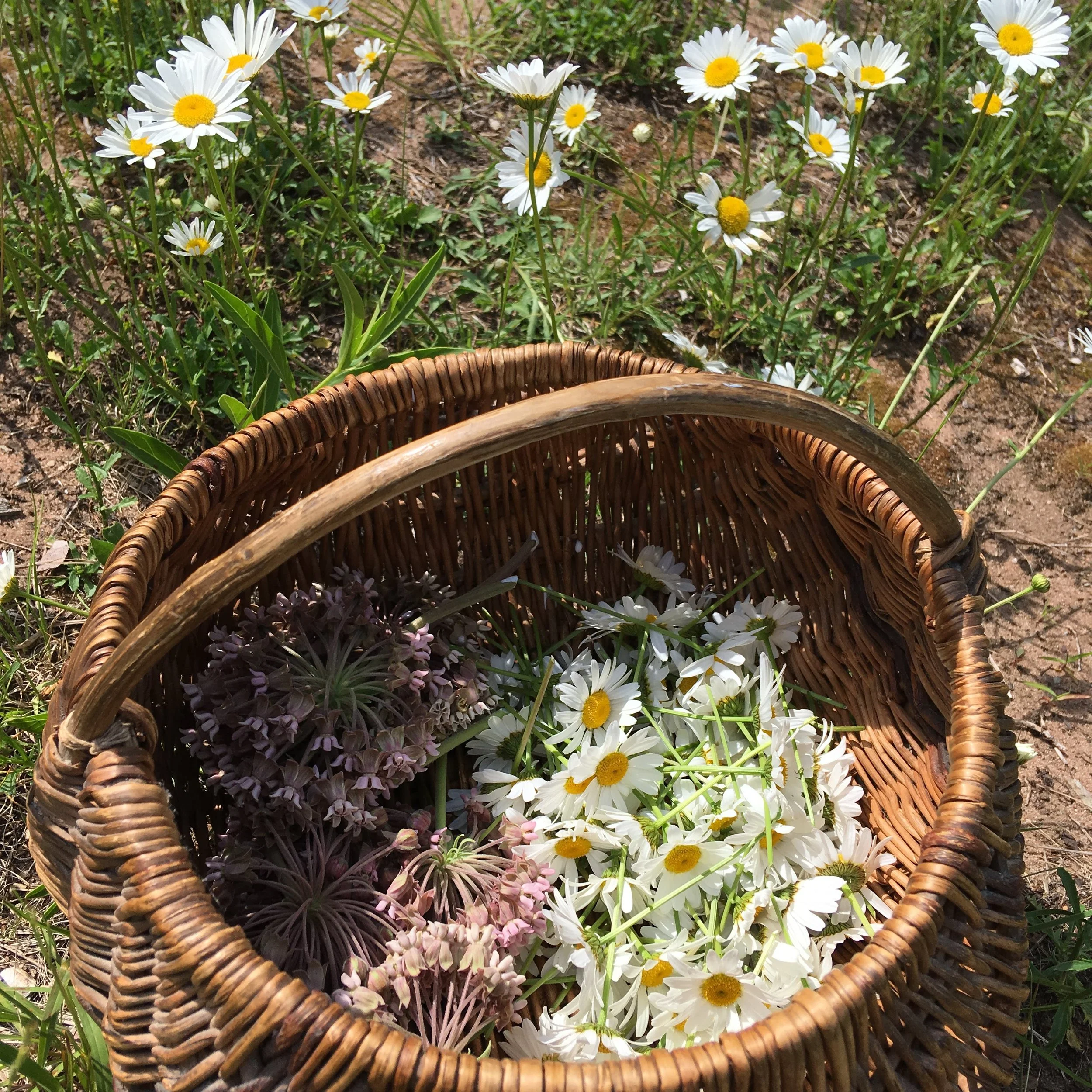 Four Season Foraging — Workshops and Classes