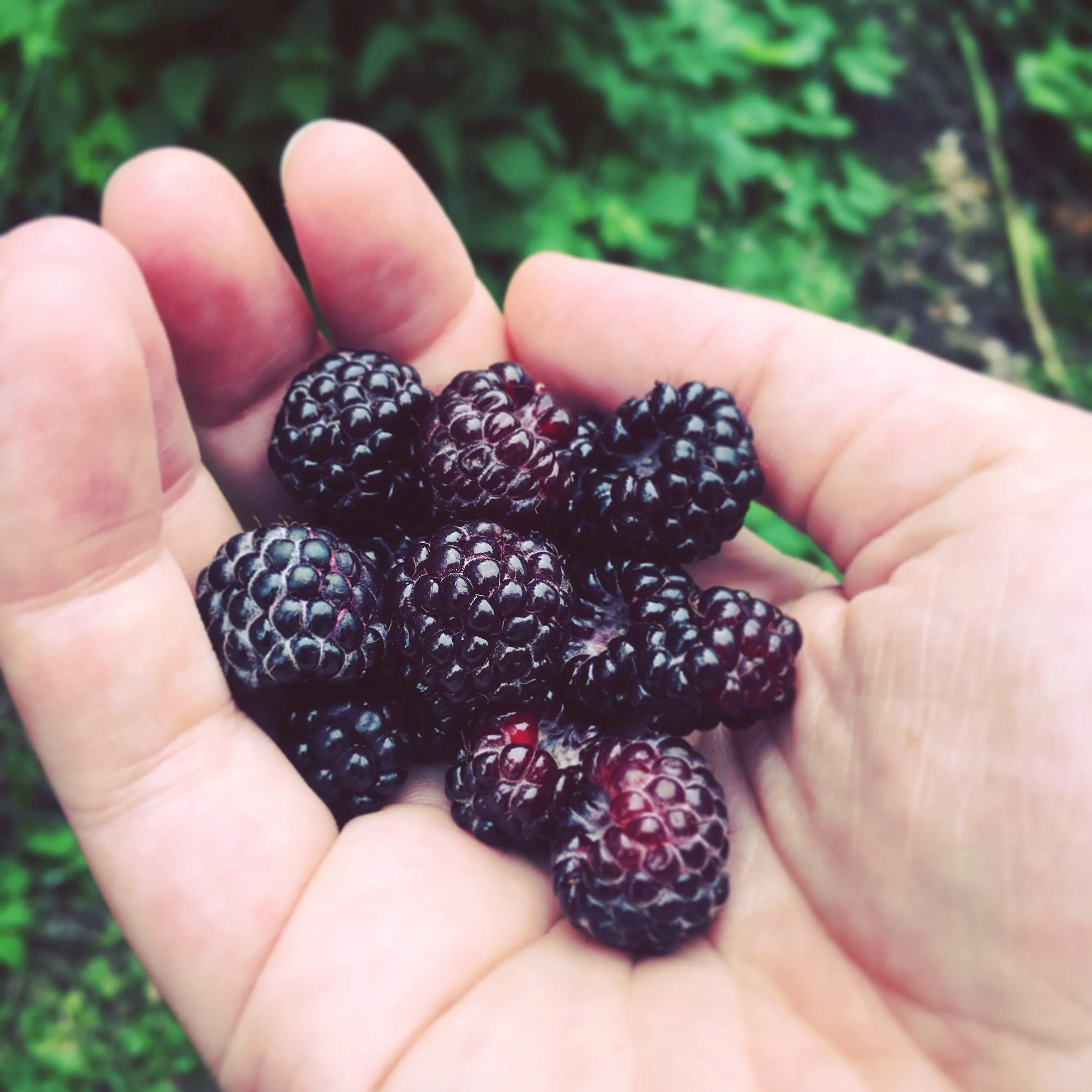 Four Season Foraging — Workshops and Classes