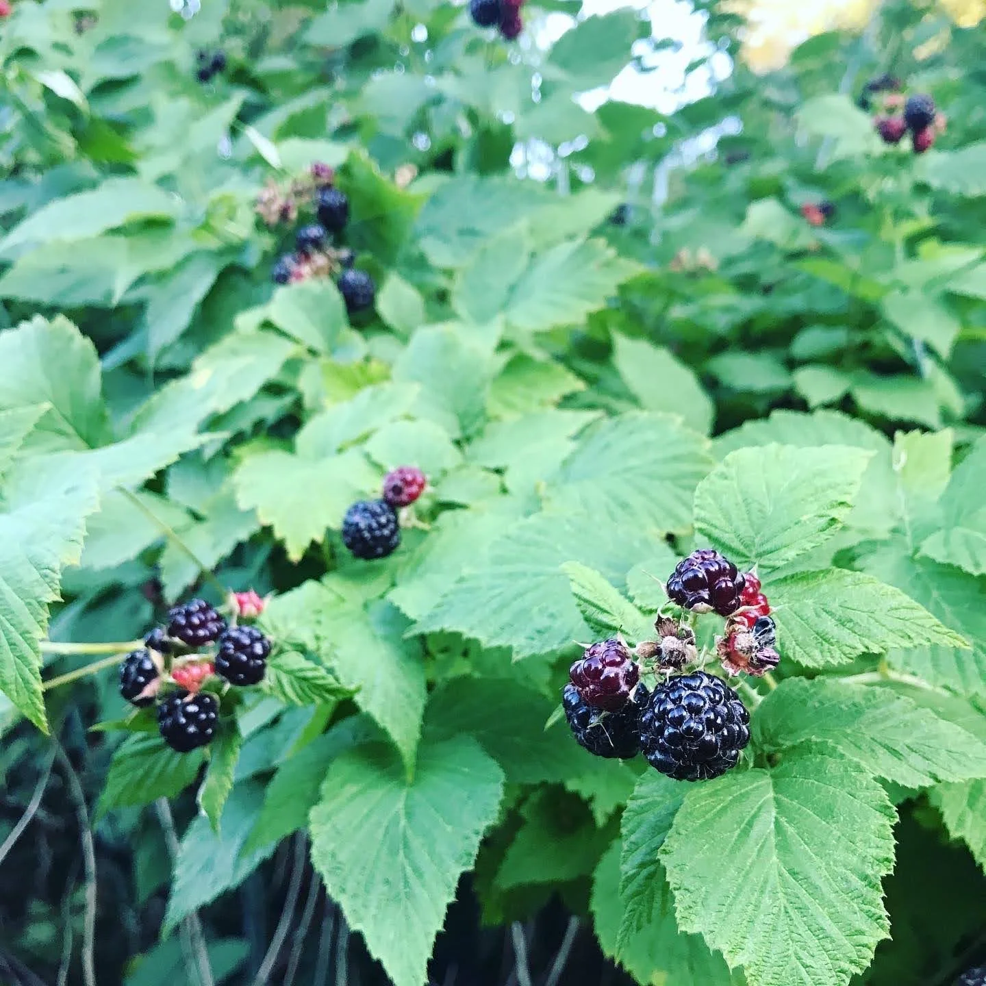 Four Season Foraging — Workshops and Classes