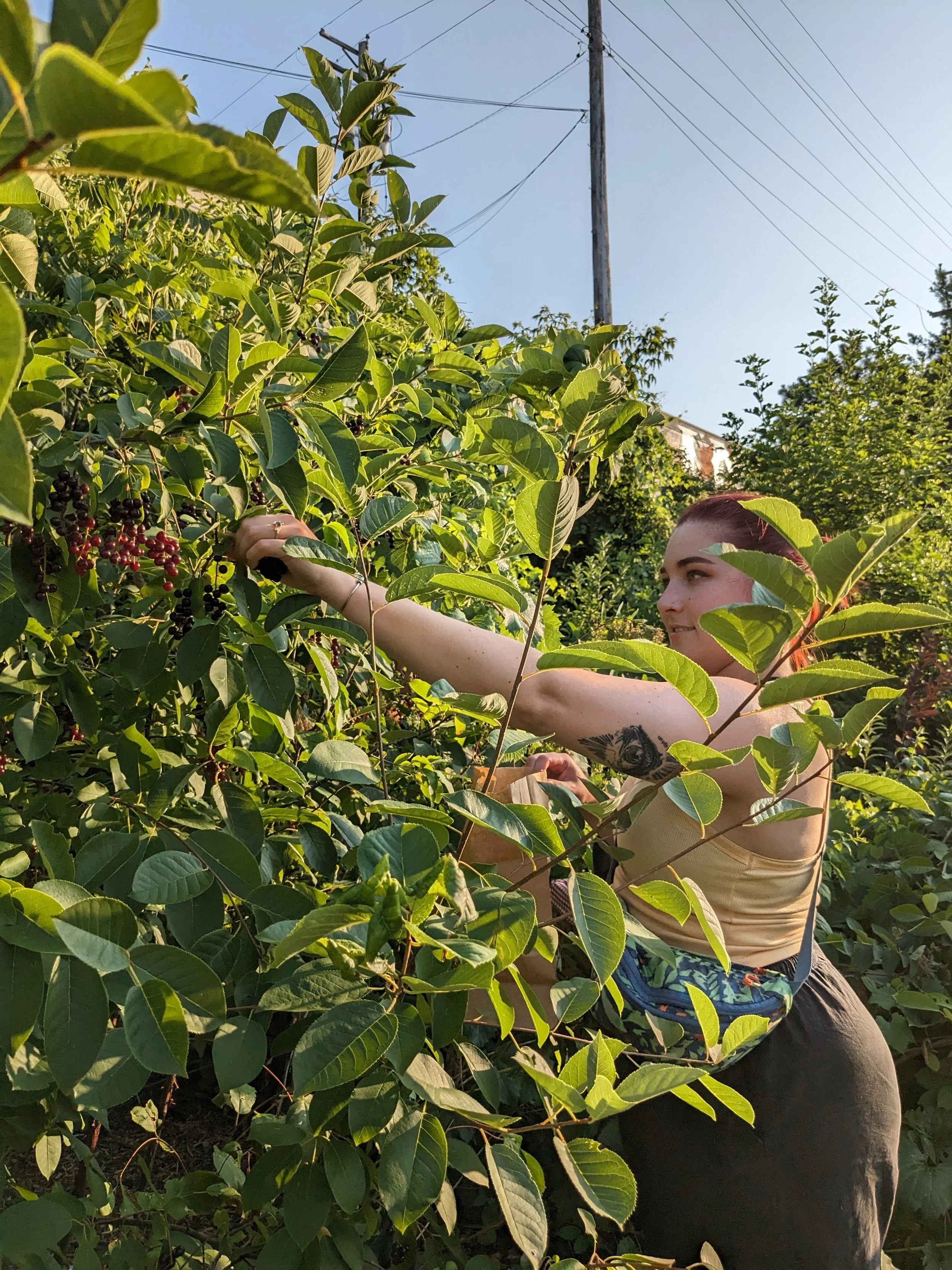 Four Season Foraging — Workshops and Classes