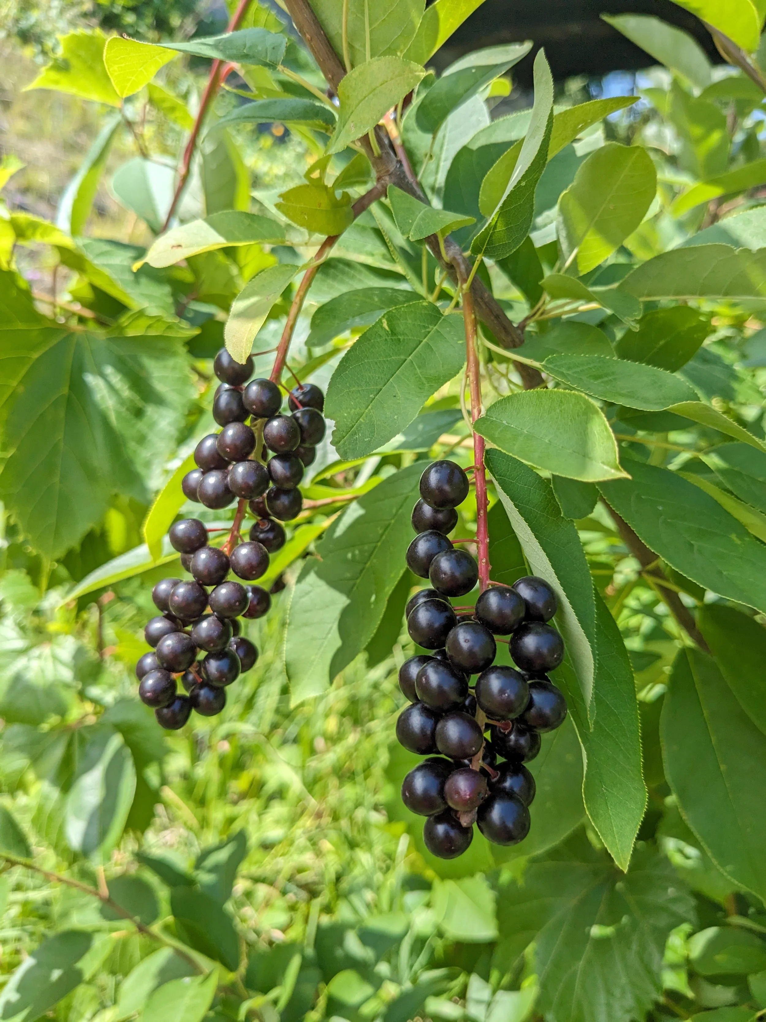 Four Season Foraging — Workshops and Classes