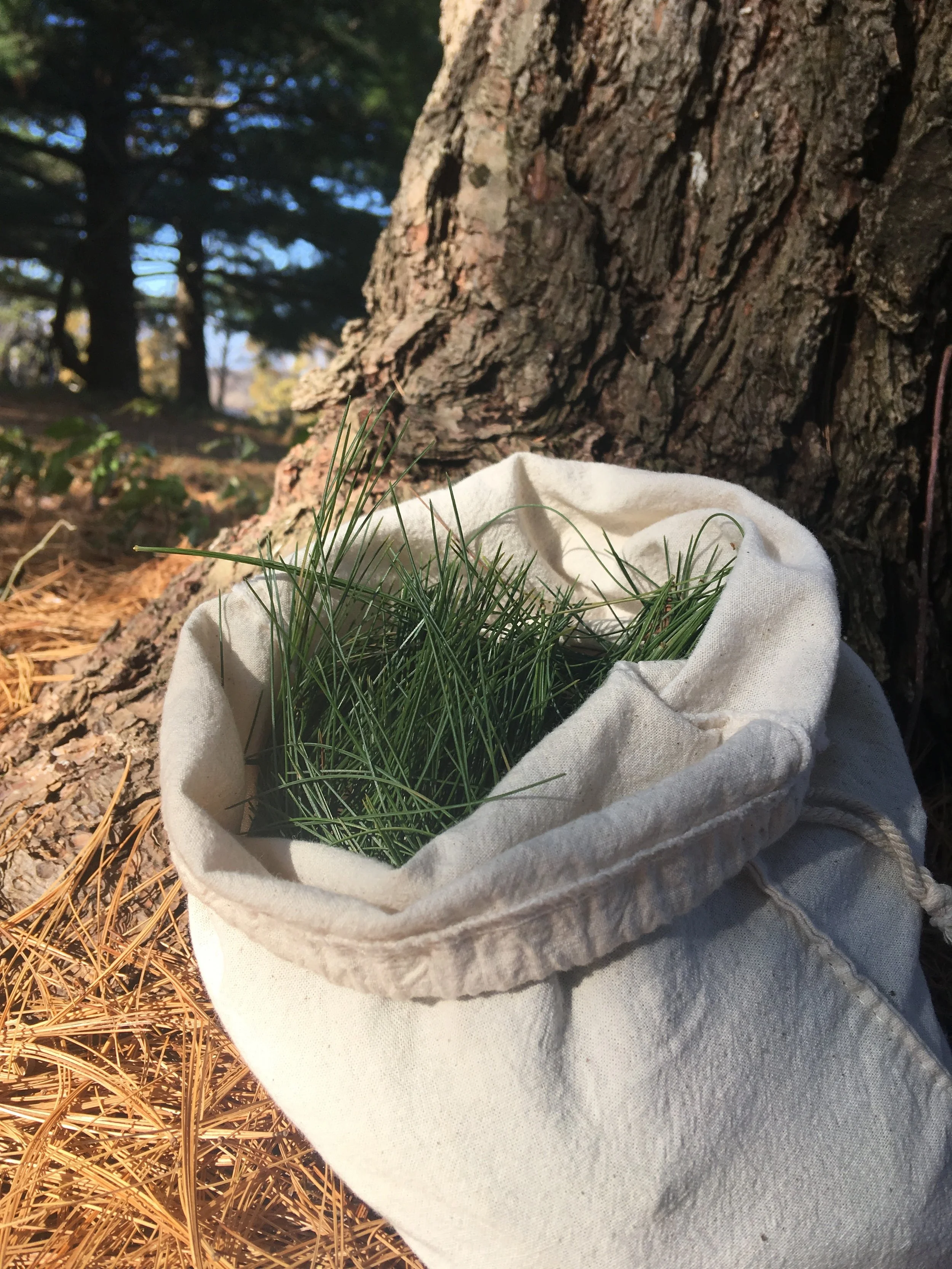 Four Season Foraging — Workshops and Classes