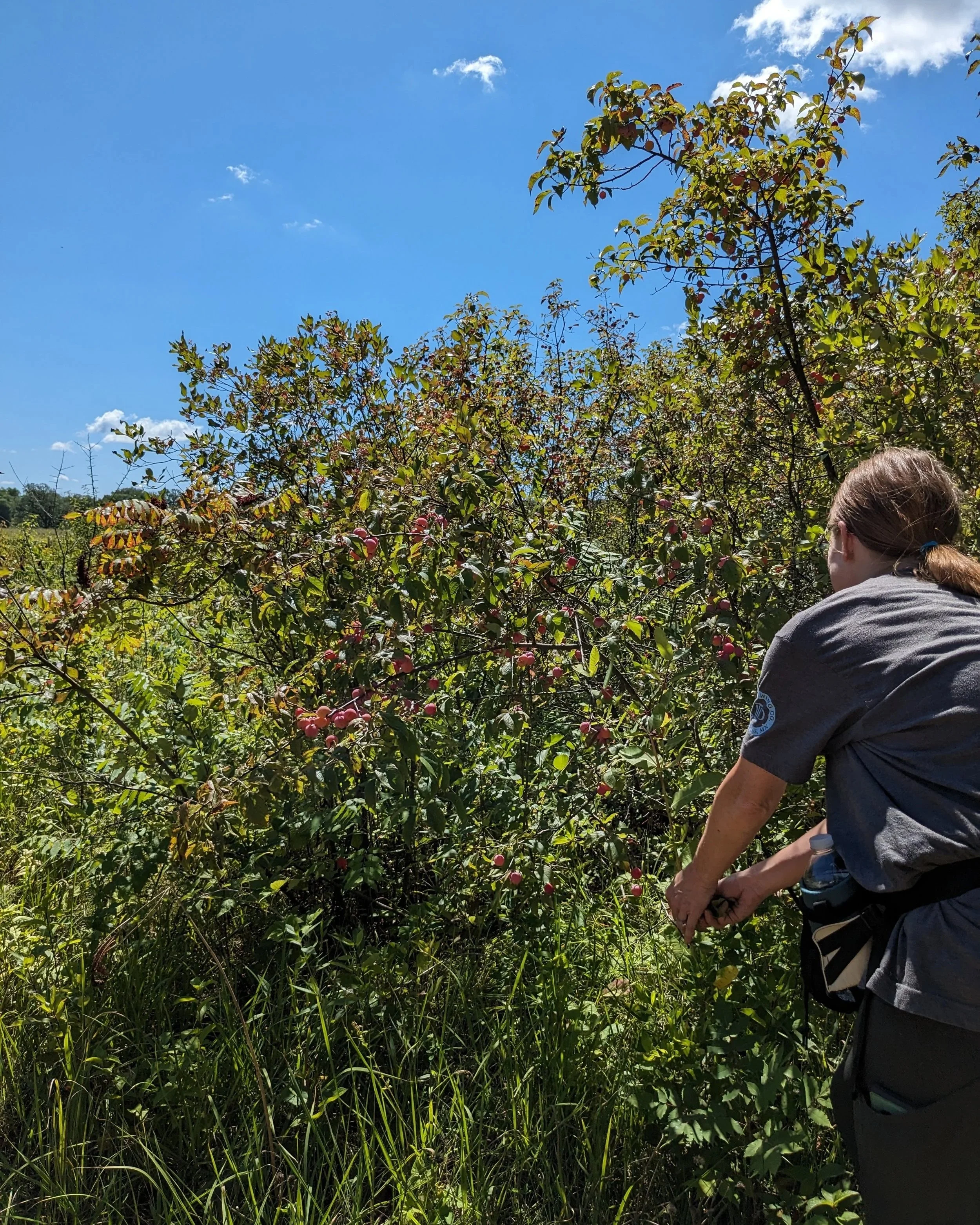 Places to Forage (in the Twin Cities Area and Minnesota) — Four Season ...