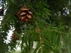 The Edible Hemlock — Four Season Foraging