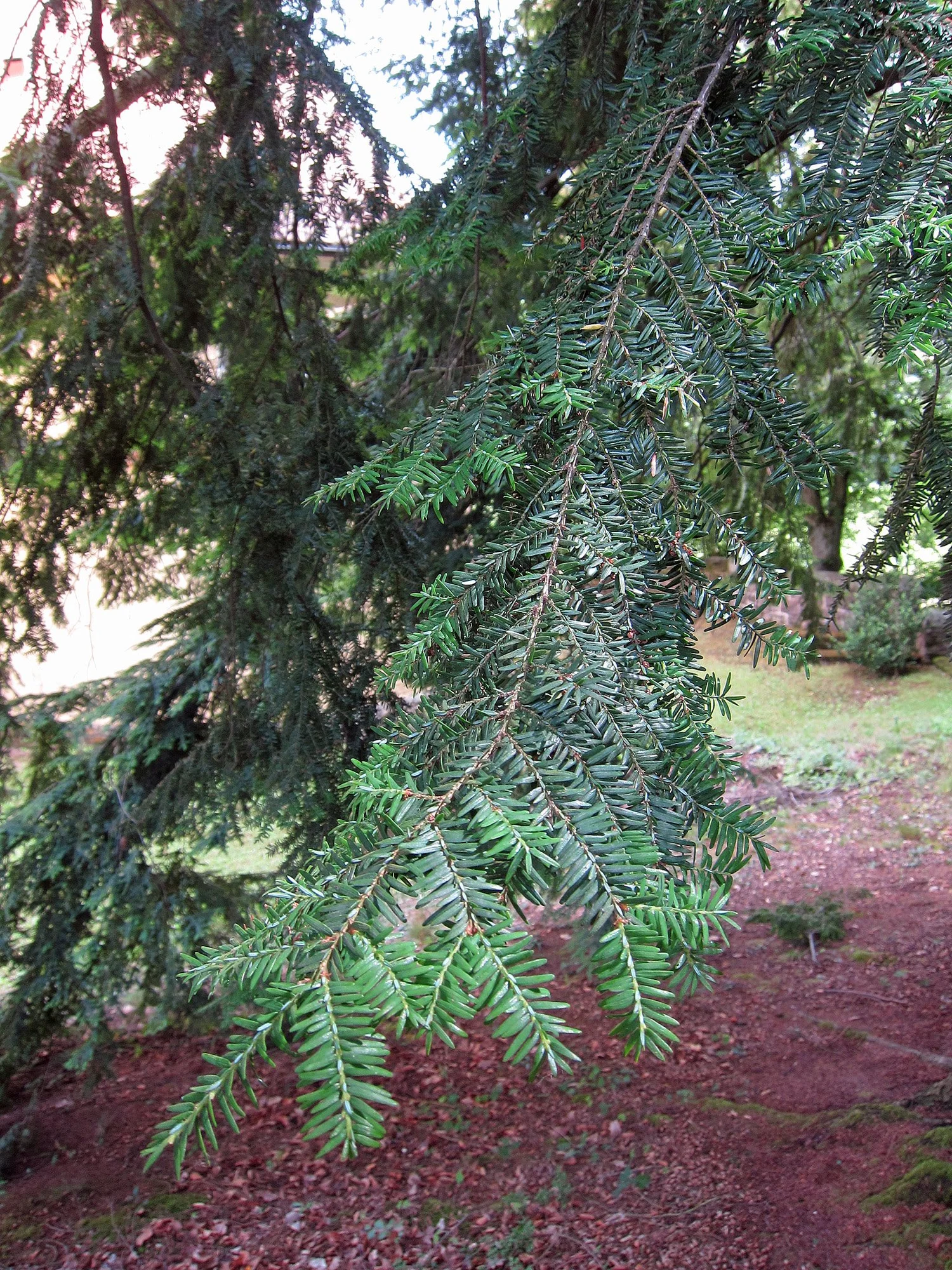 The Edible Hemlock — Four Season Foraging