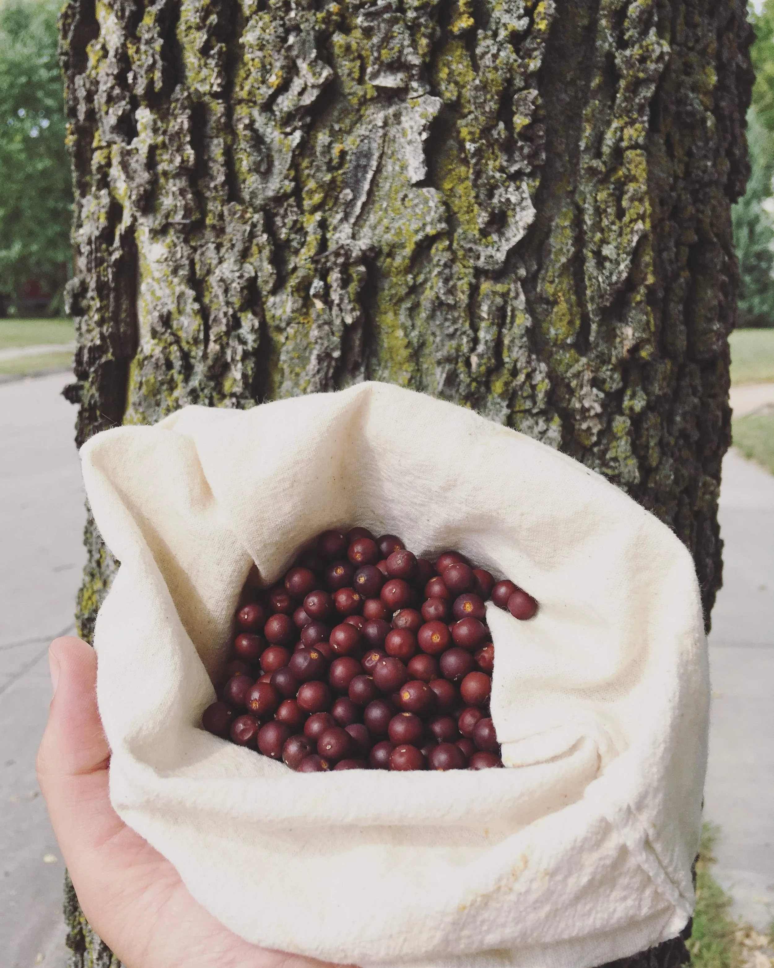 Wild Edible Trees — Four Season Foraging