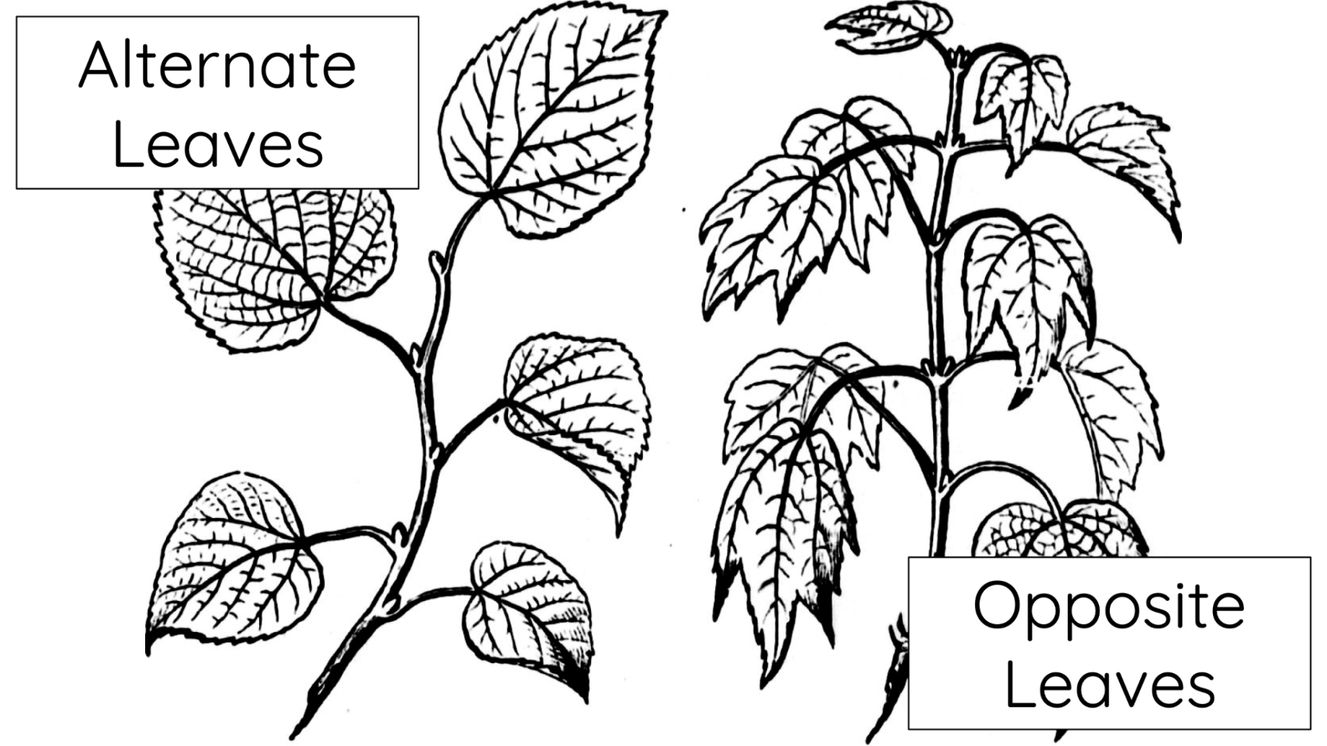 Identifying Maples for Backyard Sugaring — Four Season Foraging