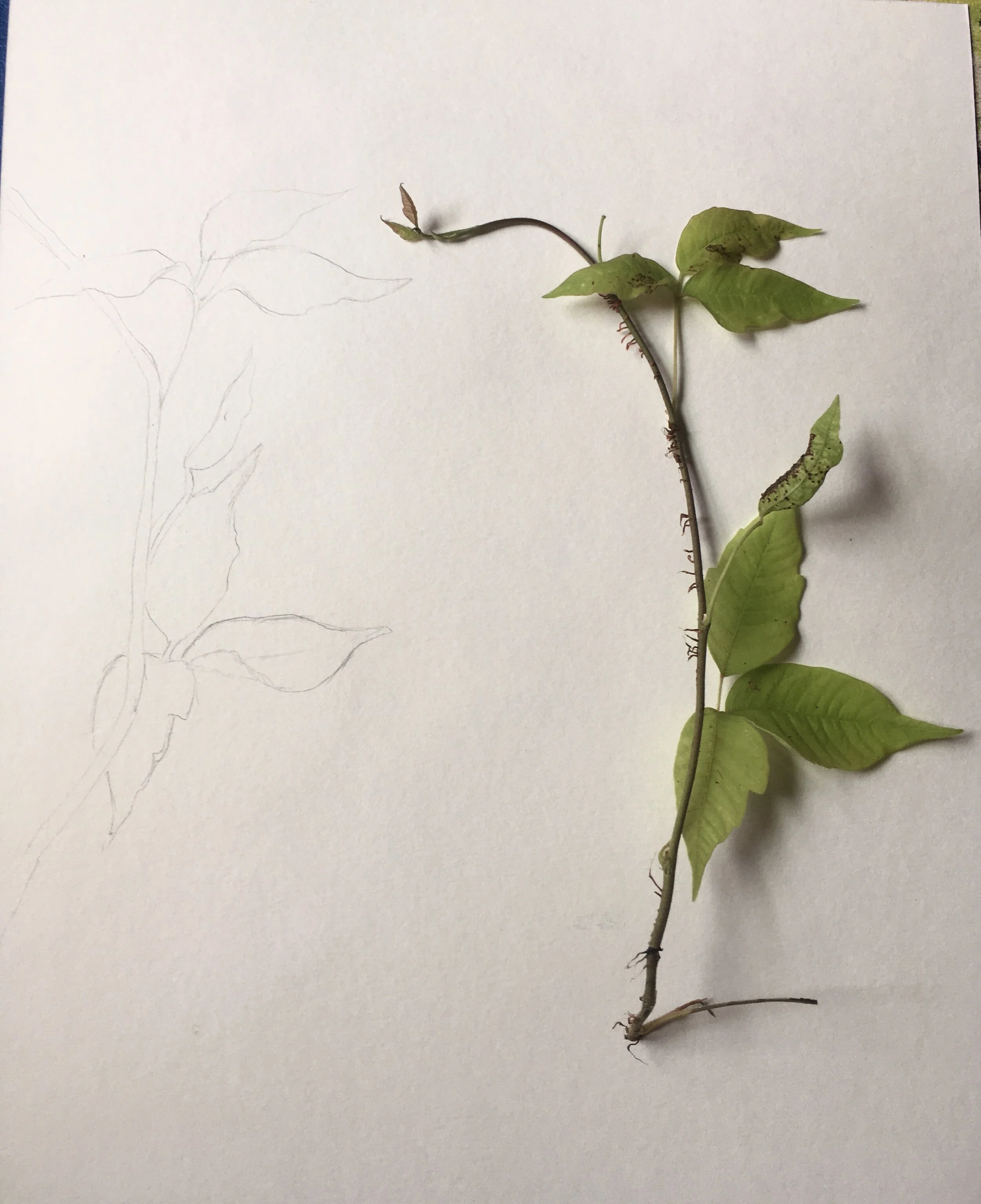 POISONOUS Botanical Drawing — SOLSTICE HANDMADE
