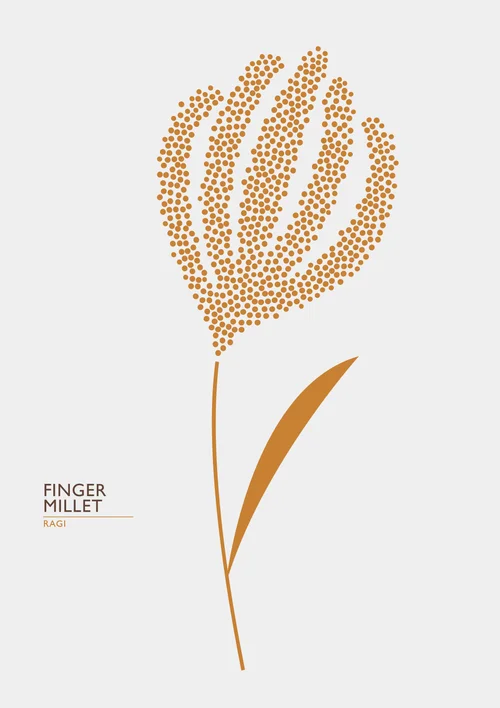 Ragi Plant Clipart Image