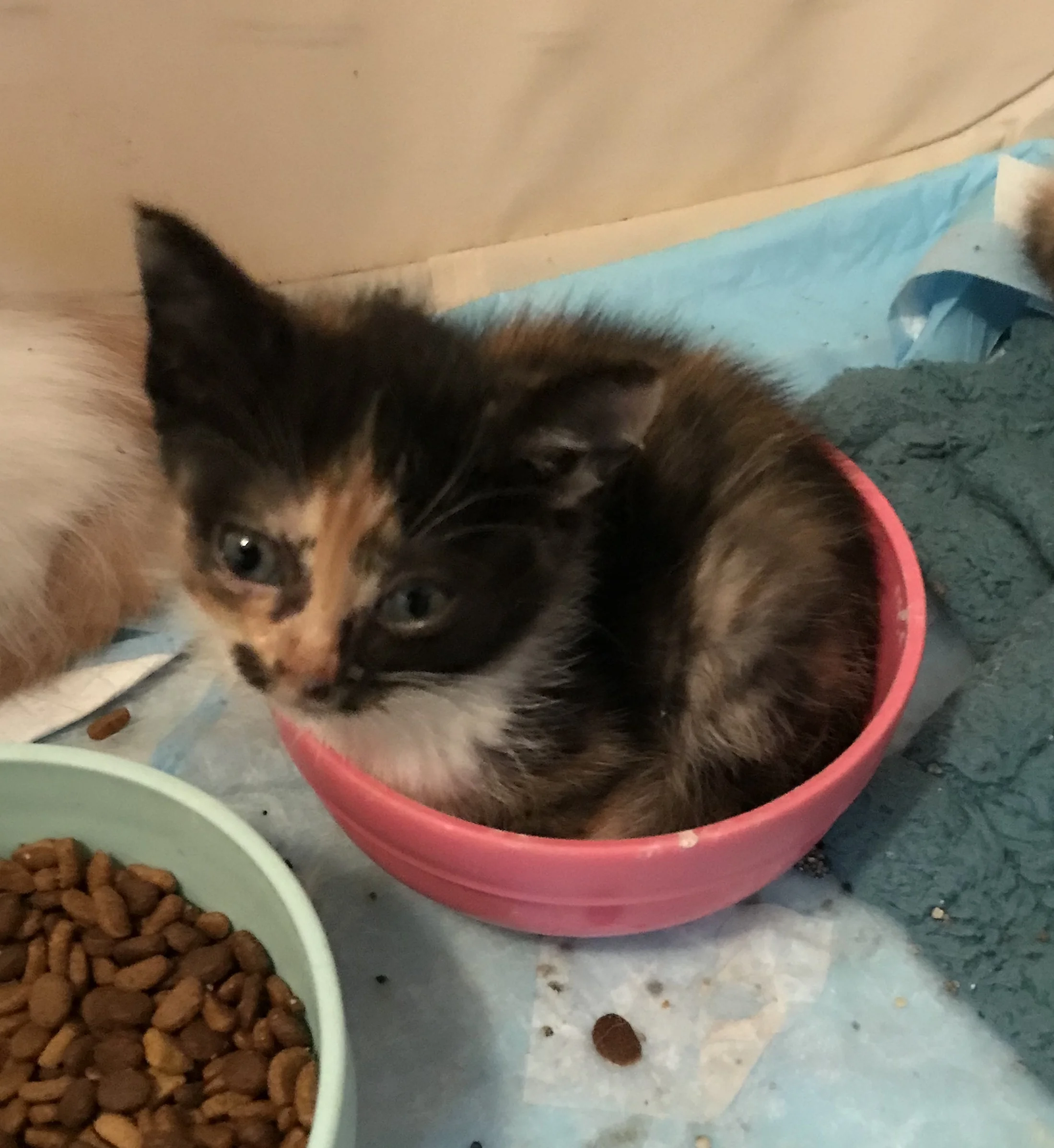 Meraki Animal Sanctuary