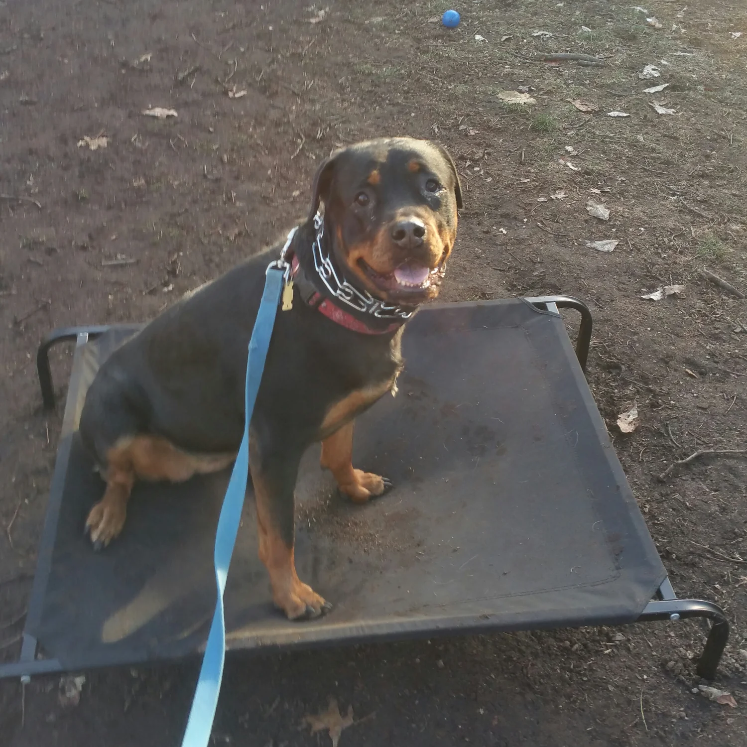 Fido Fidelis Dog Training