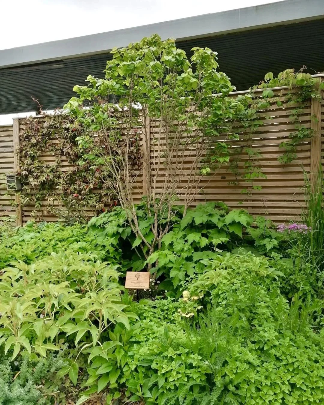 Horatio’s Garden ‘Plant a Tree for the Jubilee' — Jill Berelowitz