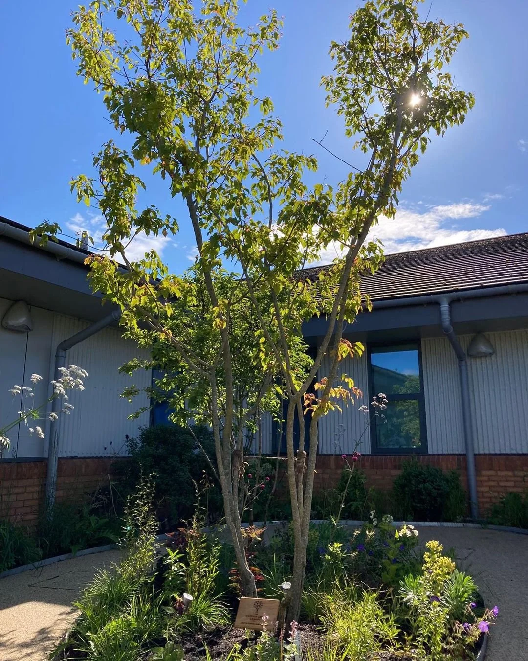 Horatio’s Garden ‘Plant a Tree for the Jubilee' — Jill Berelowitz