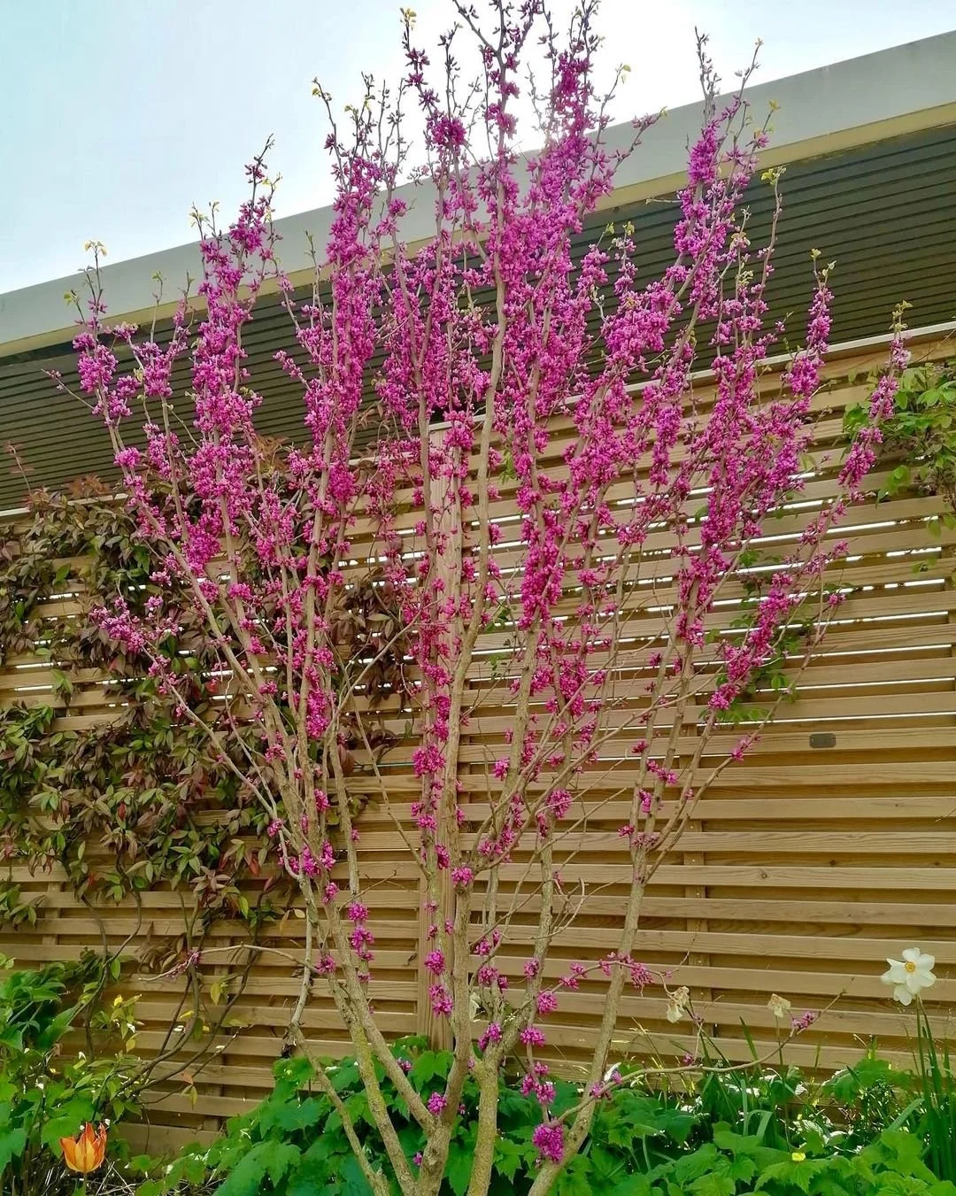 Horatio’s Garden ‘Plant a Tree for the Jubilee' — Jill Berelowitz