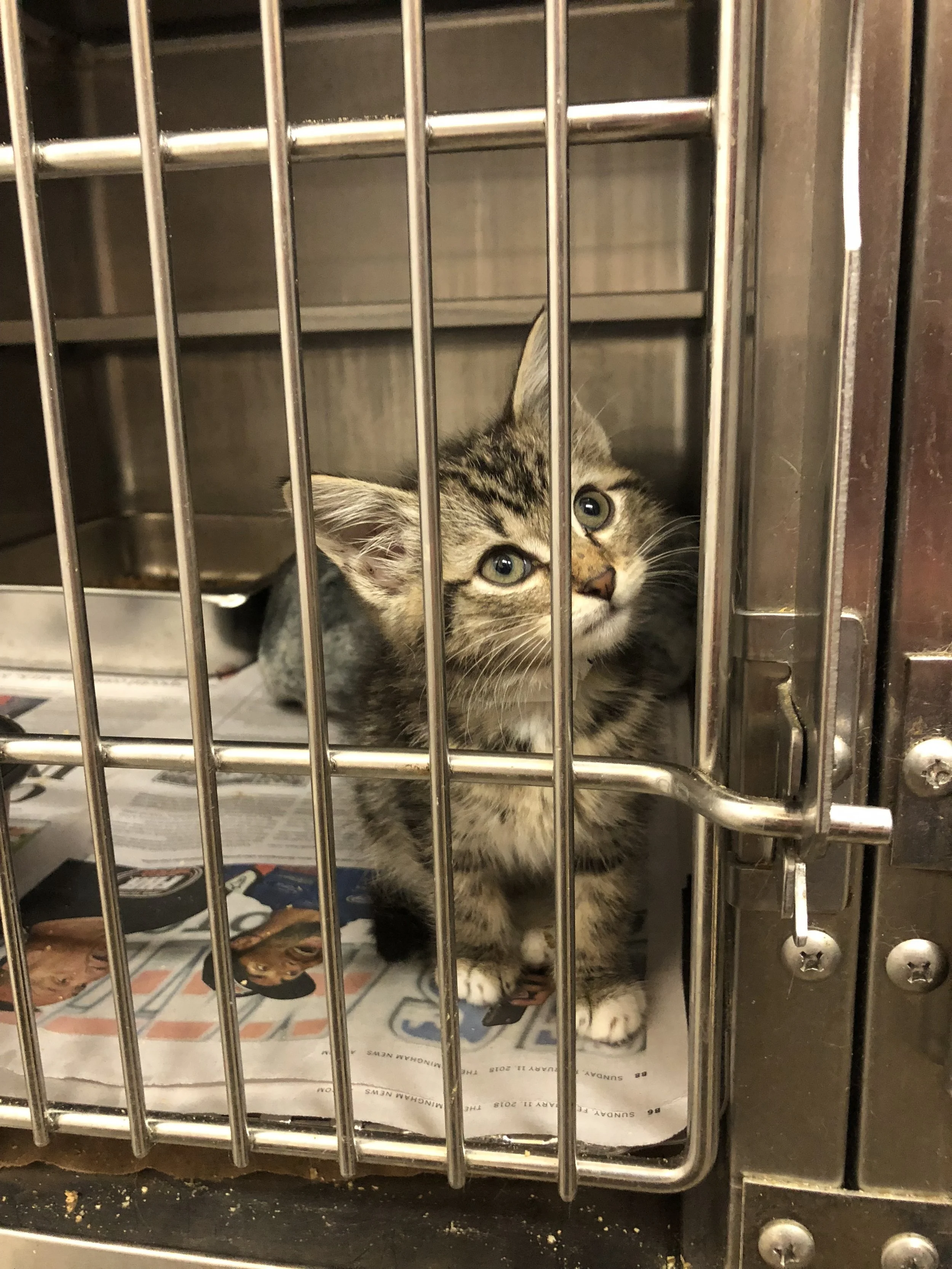 THE GREATER BIRMINGHAM HUMANE SOCIETY