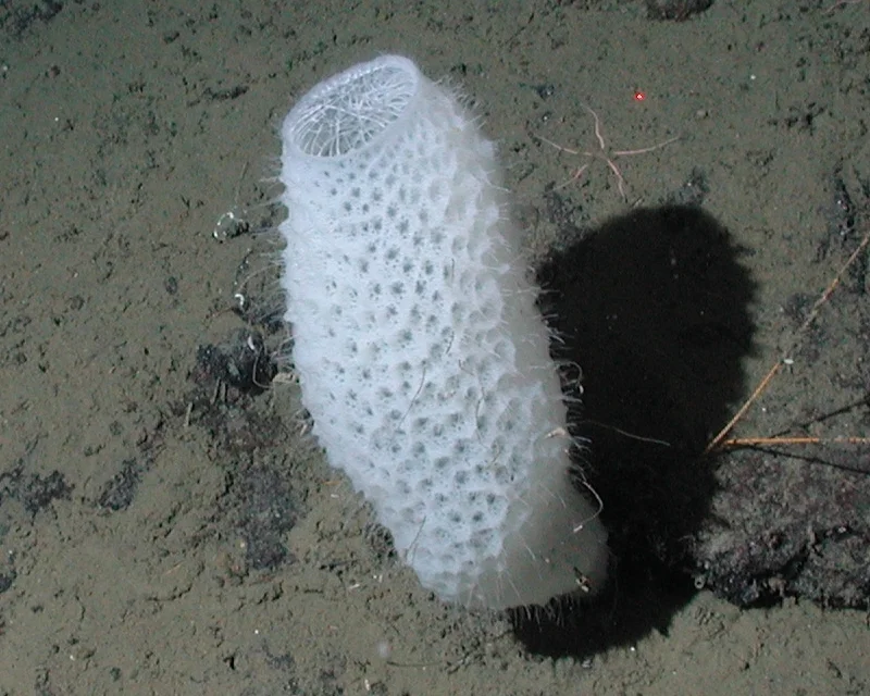Sponges of the North East Pacific Ocean