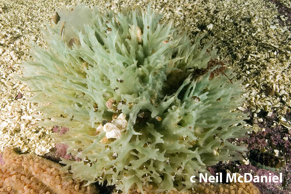 Sponges of the North East Pacific Ocean
