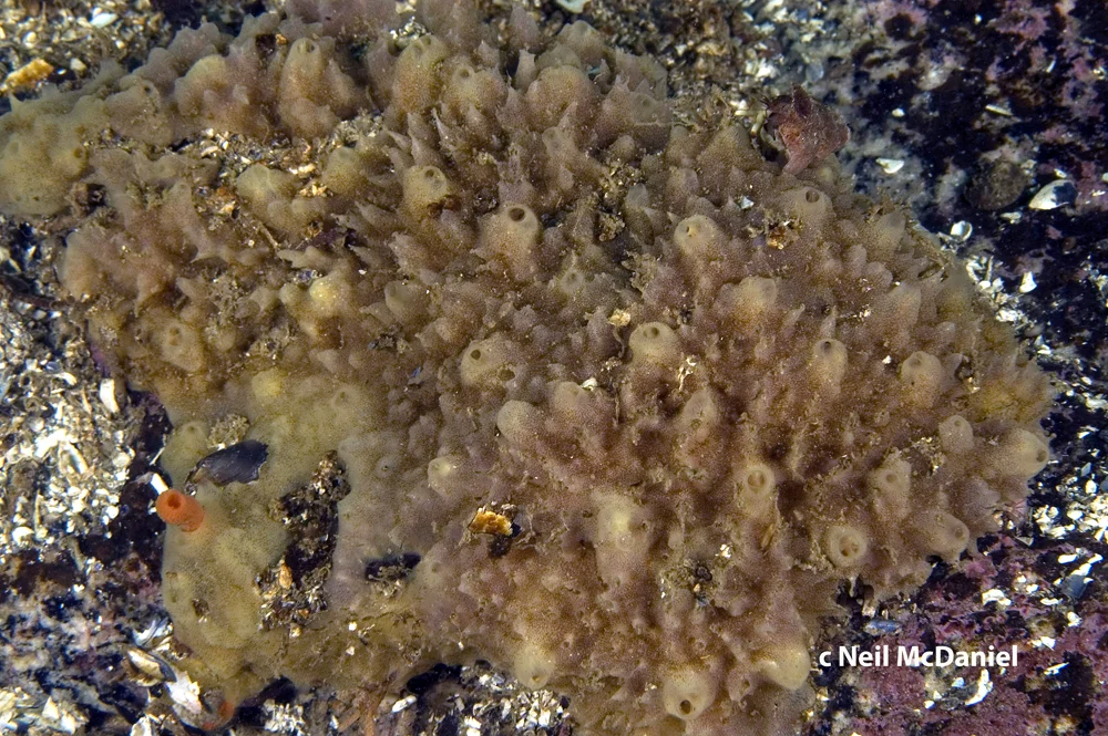 Sponges of the North East Pacific Ocean