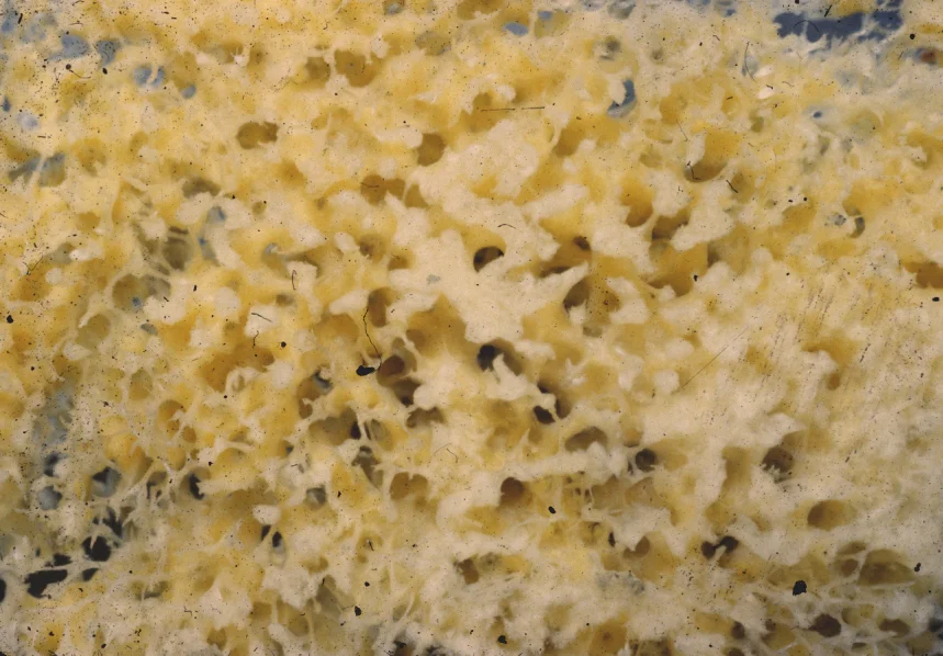 Sponges of the North East Pacific Ocean