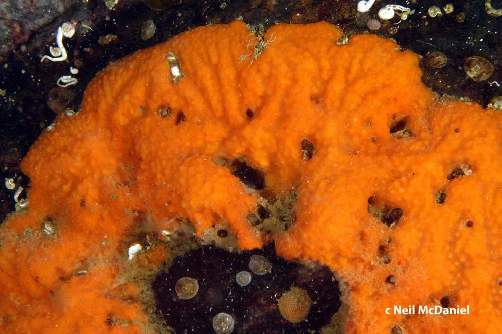 Sponges of the North East Pacific Ocean