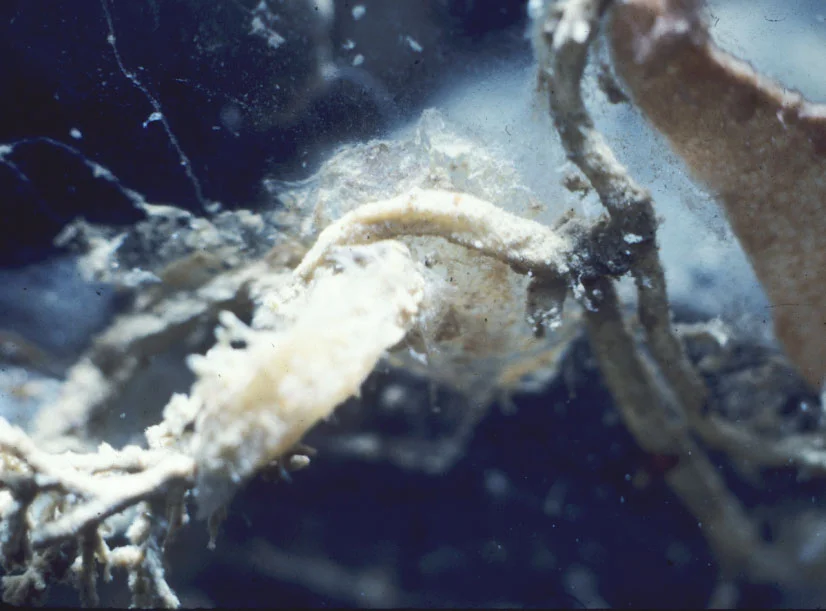 Sponges of the North East Pacific Ocean