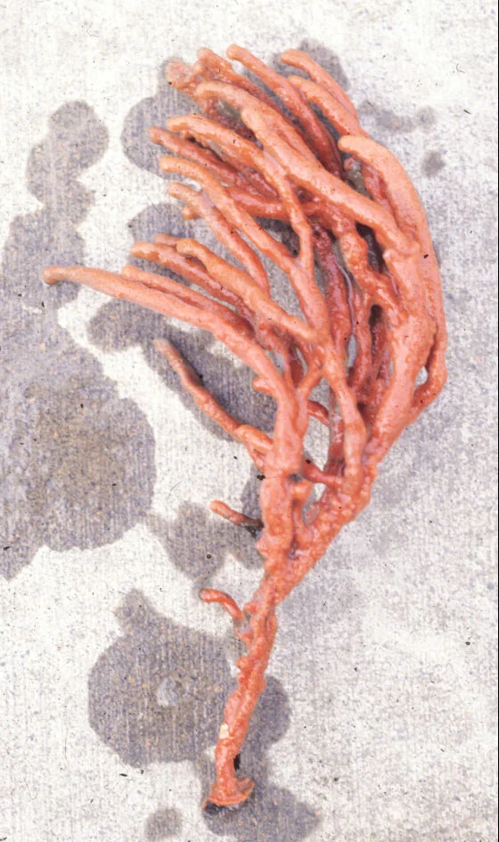 Sponges of the North East Pacific Ocean