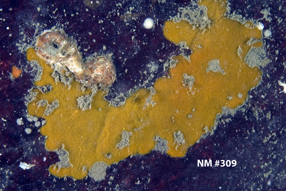 Sponges of the North East Pacific Ocean