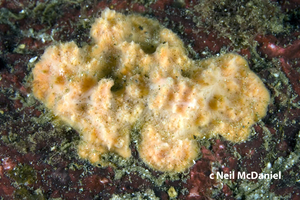 Sponges of the North East Pacific Ocean