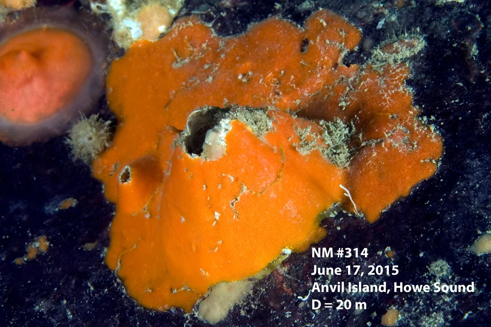 Sponges of the North East Pacific Ocean