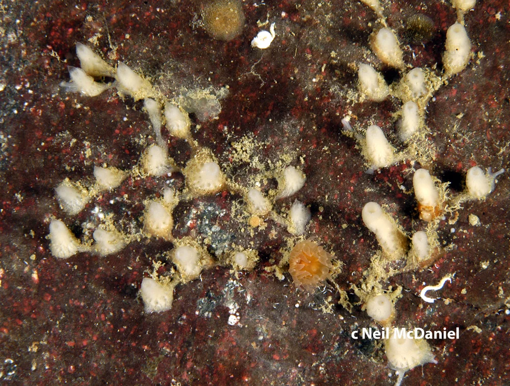 Sponges of the North East Pacific Ocean