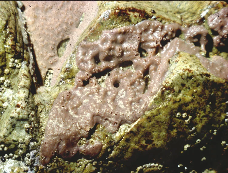 Sponges of the North East Pacific Ocean