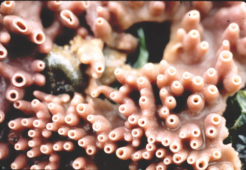 Sponges of the North East Pacific Ocean