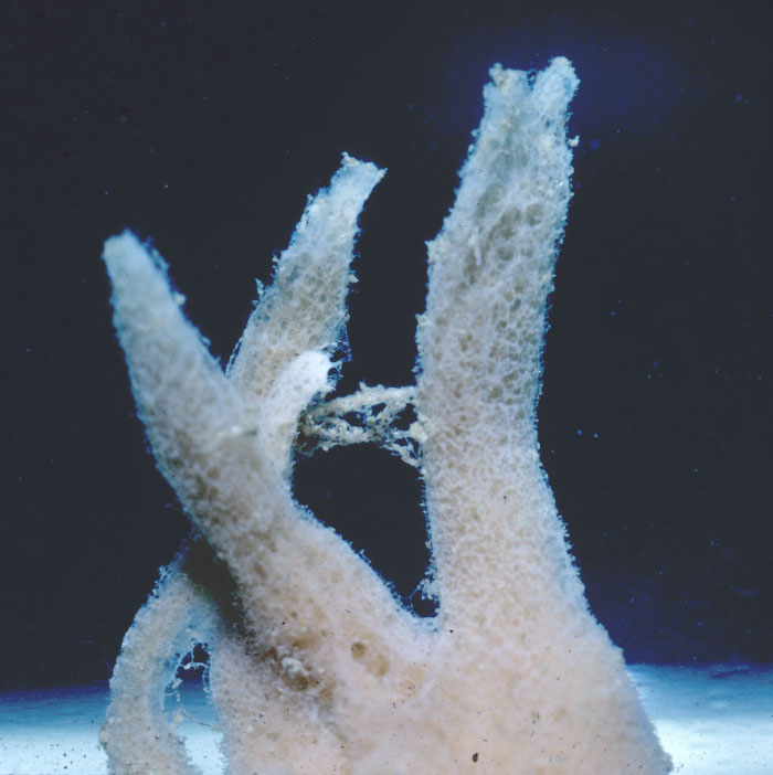 Sponges of the North East Pacific Ocean