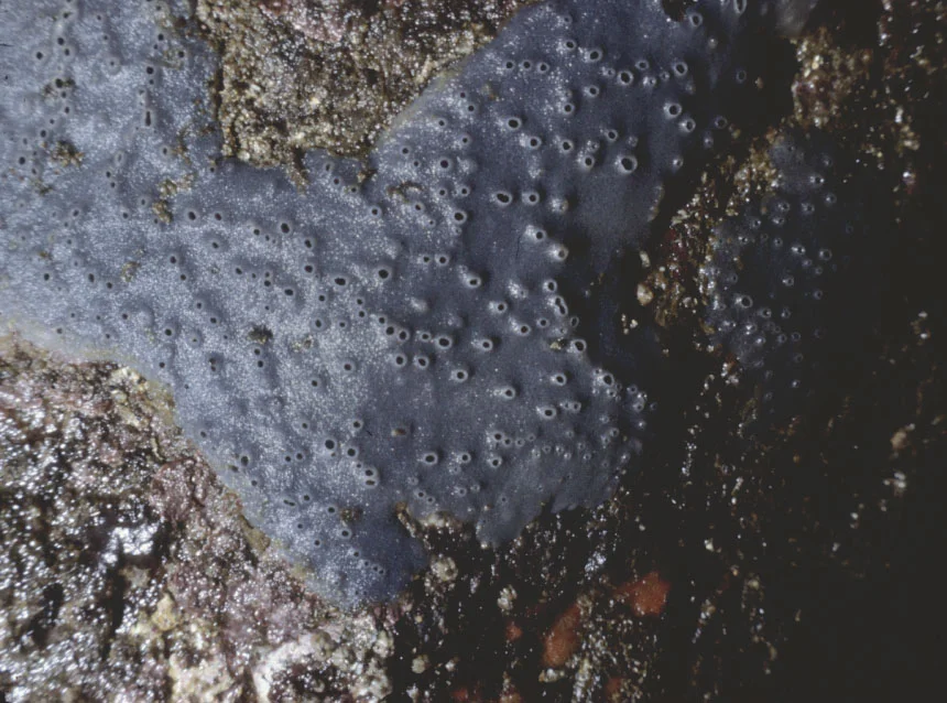 Sponges of the North East Pacific Ocean
