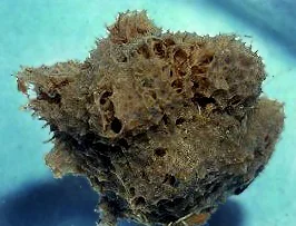 Sponges of the North East Pacific Ocean