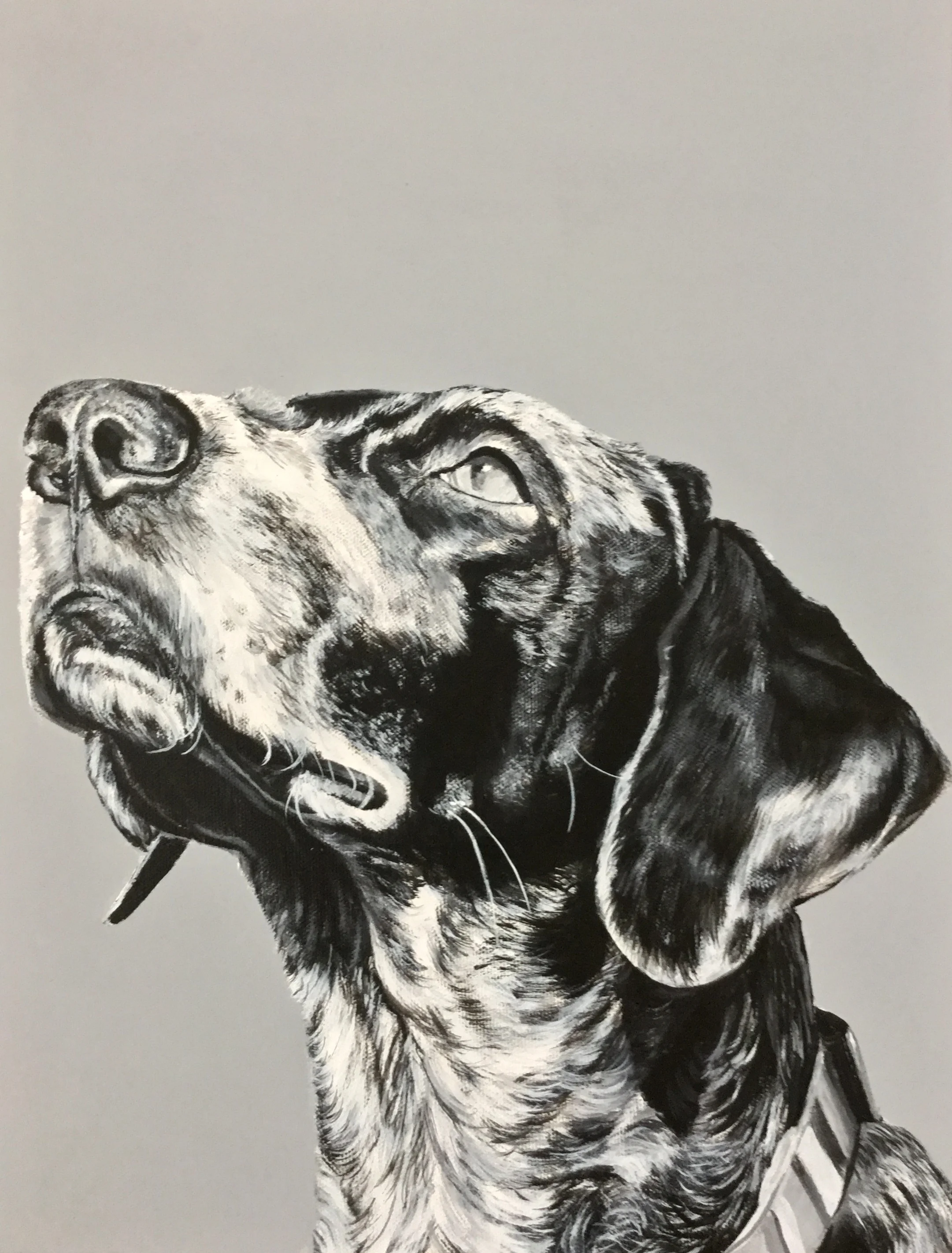 Gallery — Nose Prints